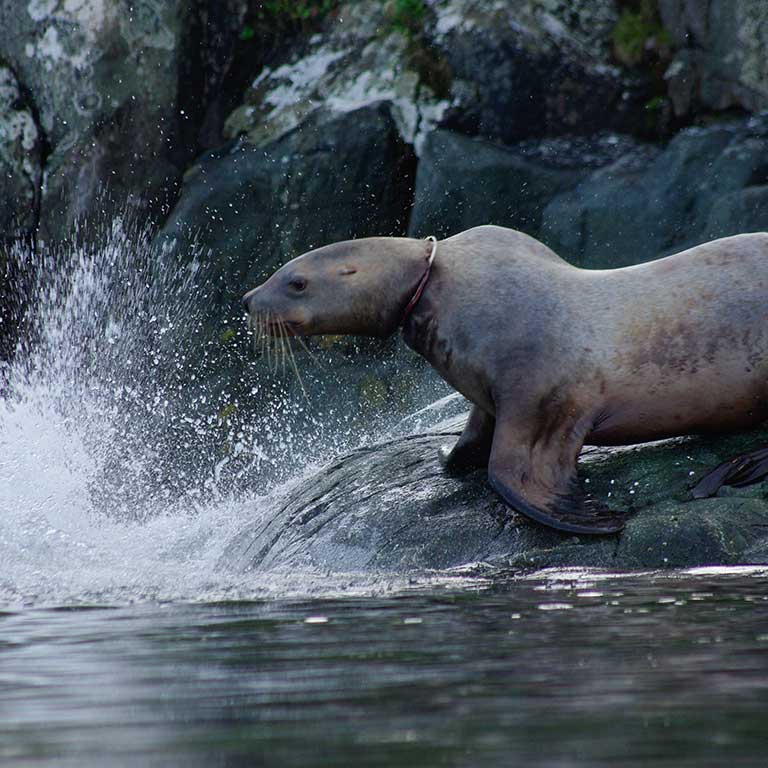 Plastic Pollution | MERS Marine Education & Research Society